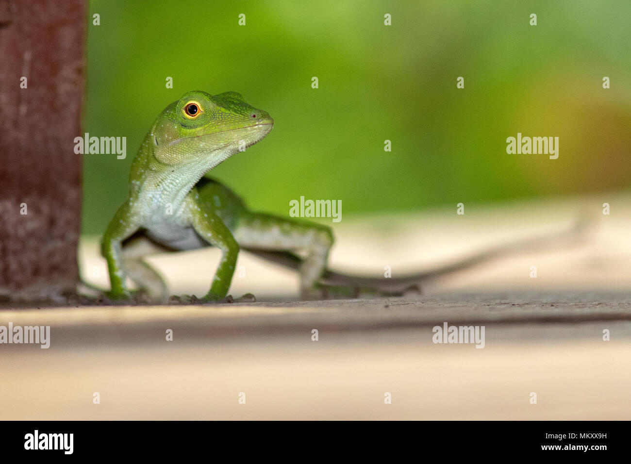 Neotropical green anole (Anolis biporcatus) - La Laguna del Lagarto ...