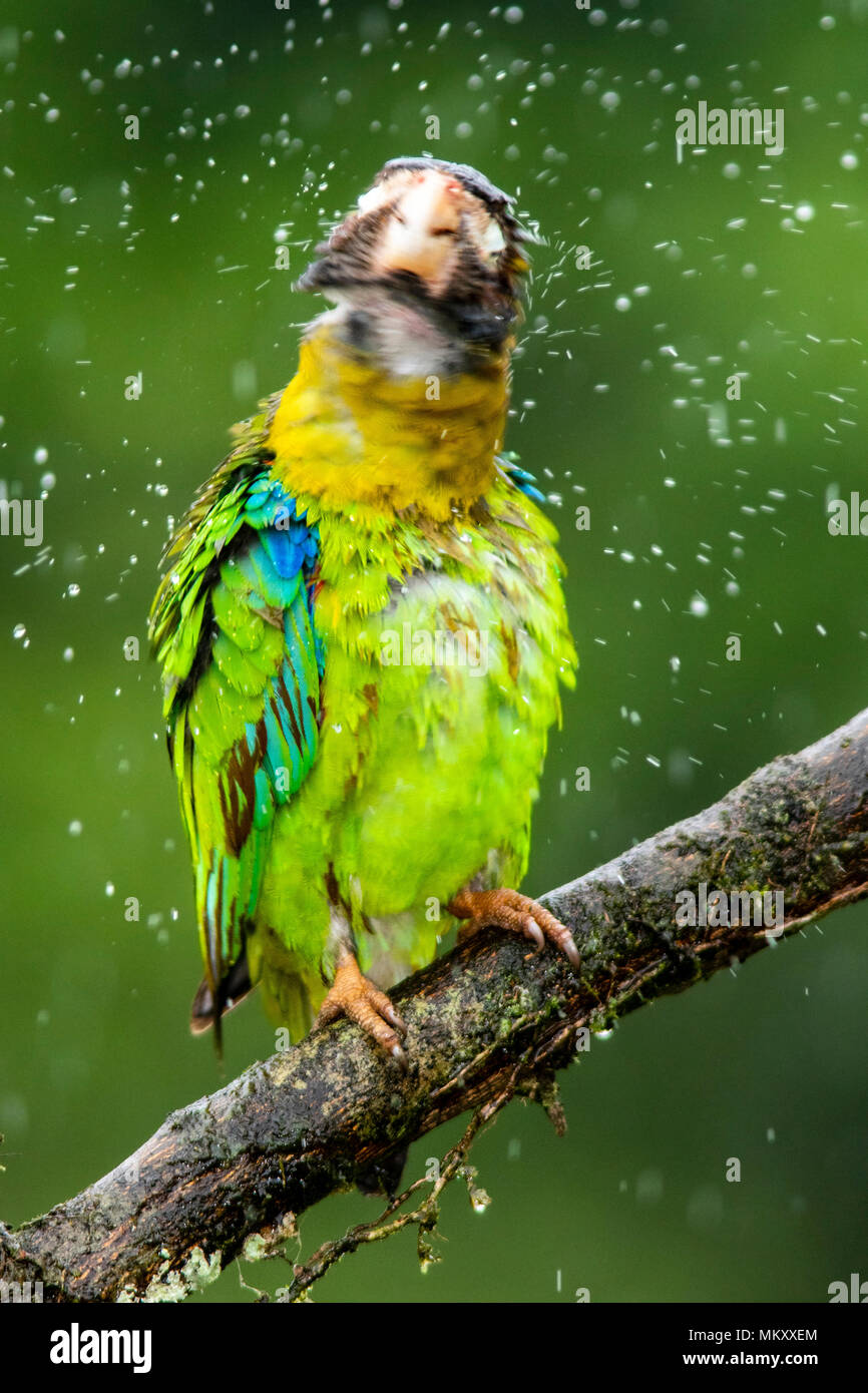 Motion Blur of Brown-hooded Parrot (Pyrilia haematotis) shaking off ...