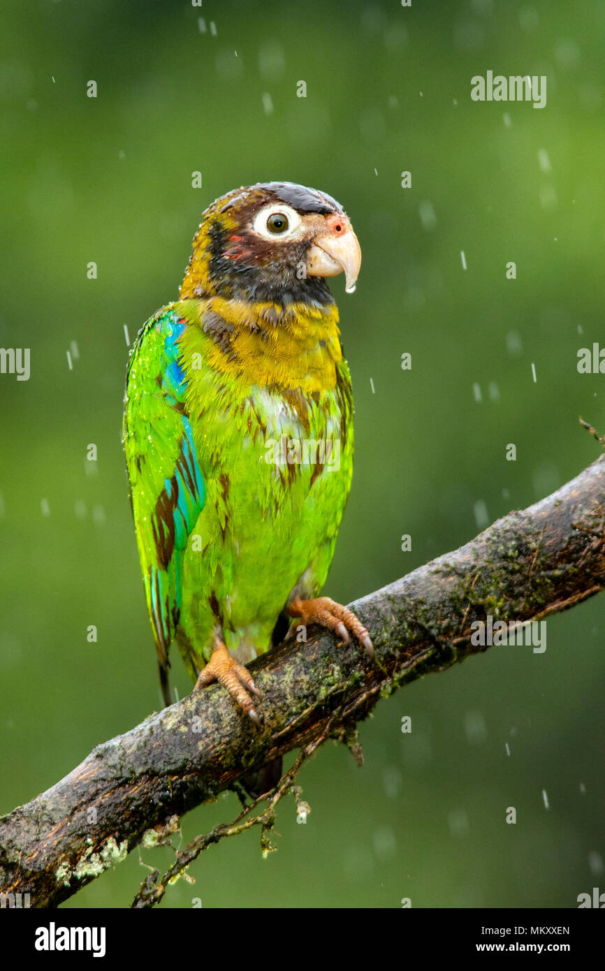 Brown-hooded Parrot (Pyrilia haematotis) in the rain - La Laguna del ...