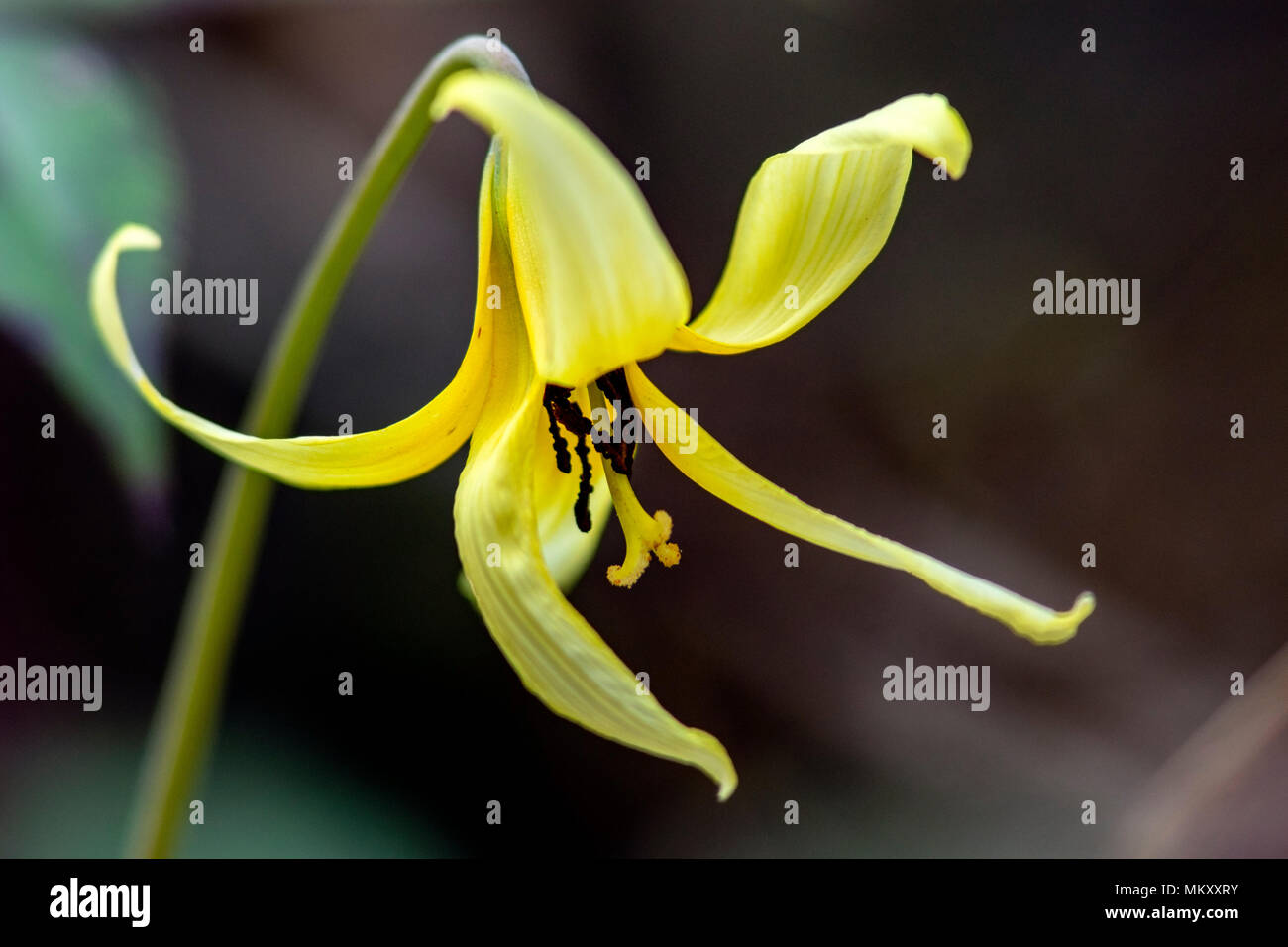Trout Lily, Dog-Tooth Violet (Erythronium umbilicatum) - Coontree Trail ...