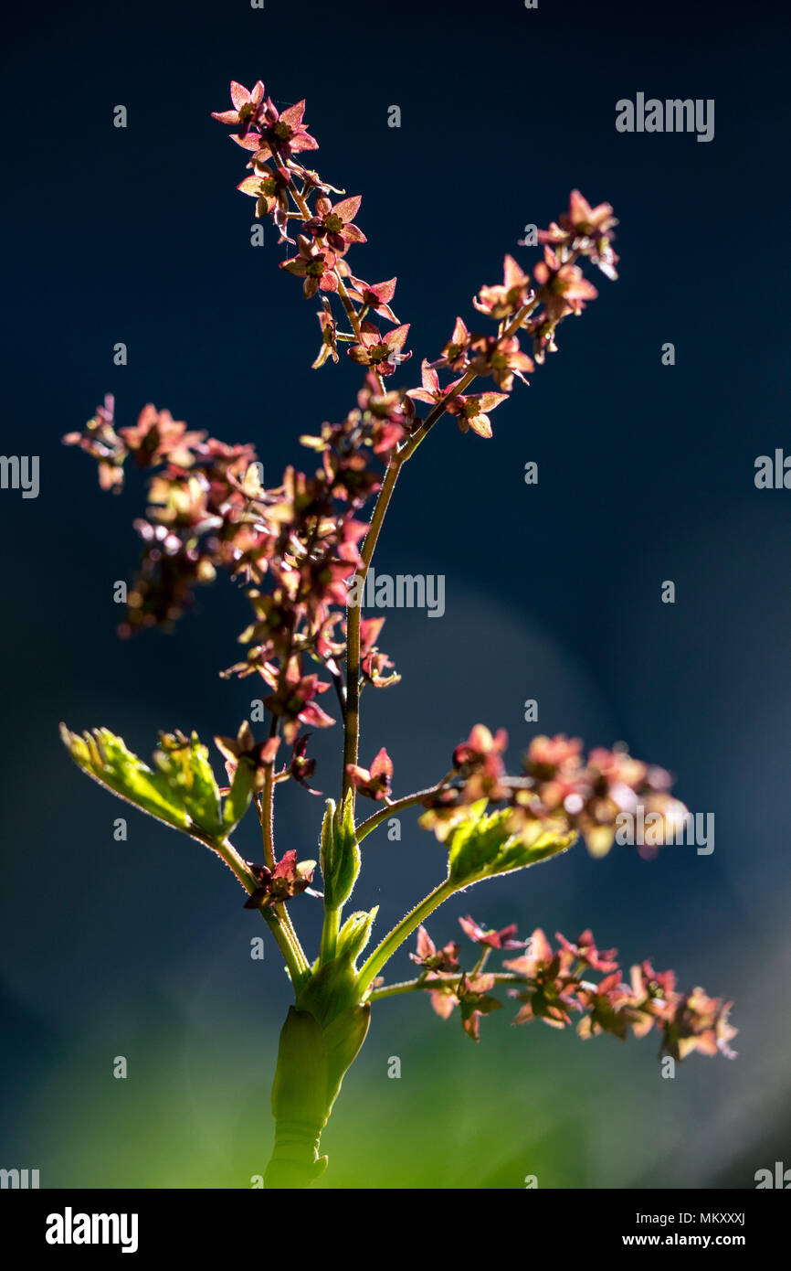 Xanthorhiza simplicissima hi-res stock photography and images - Alamy