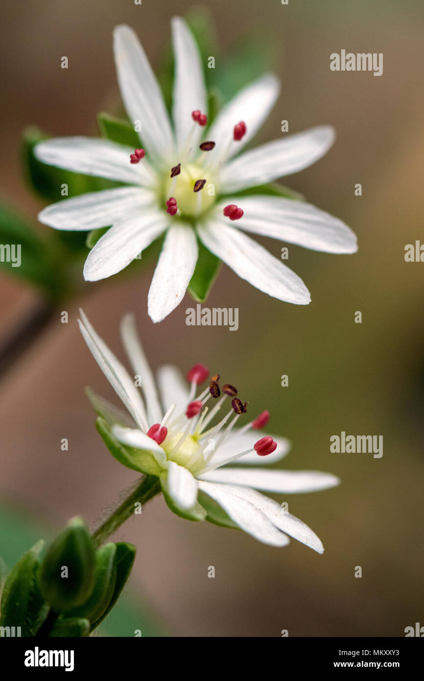 Star Chickweed (Stellaria pubera) - Coontree Trail - Pisgah National ...