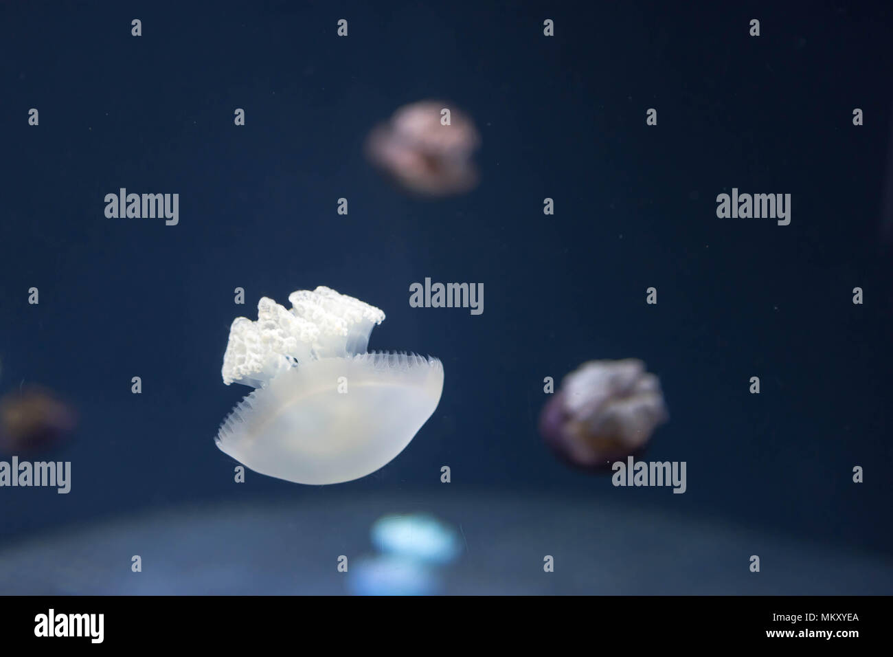 Breede River Jellyfish