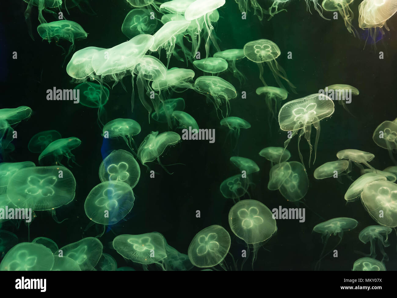 Moon jellyfish Aurelia aurita red translucent color and red background ...
