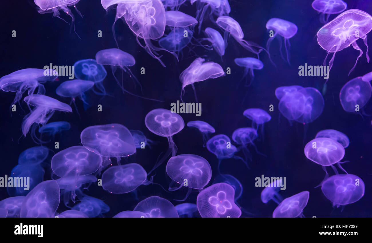Moon jellyfish Aurelia aurita purple translucent color and purple ...