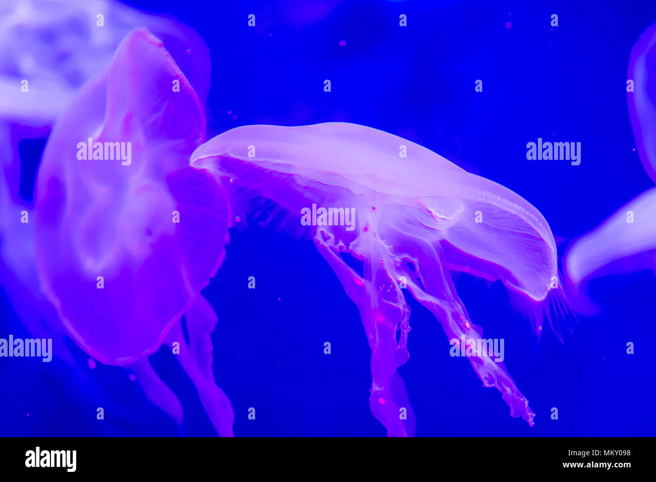 Moon jellyfish Aurelia aurita purple translucent color and dark ...