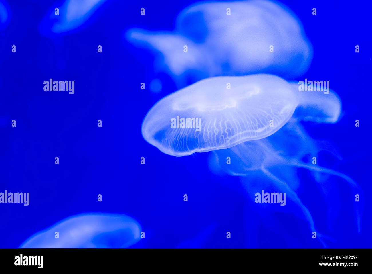 Moon jellyfish Aurelia aurita white translucent color and blue ...