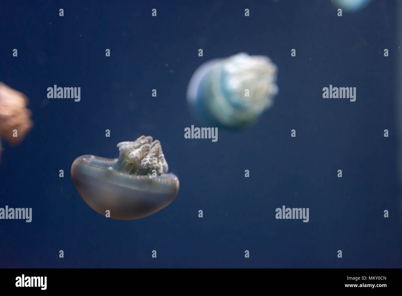 Breede River Jellyfish