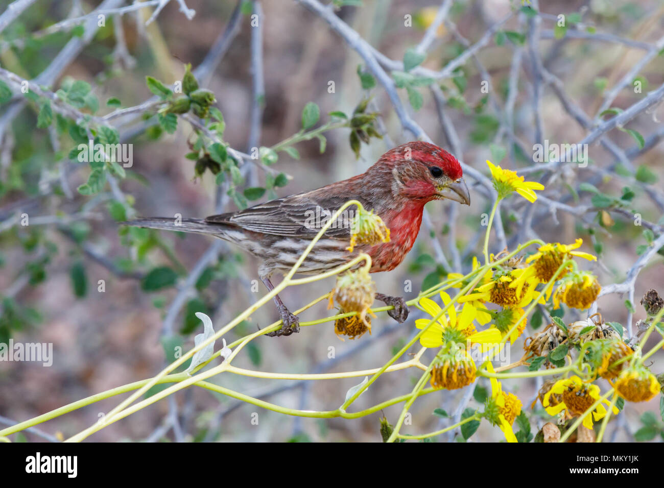 Yellow desert hi-res stock photography and images - Alamy