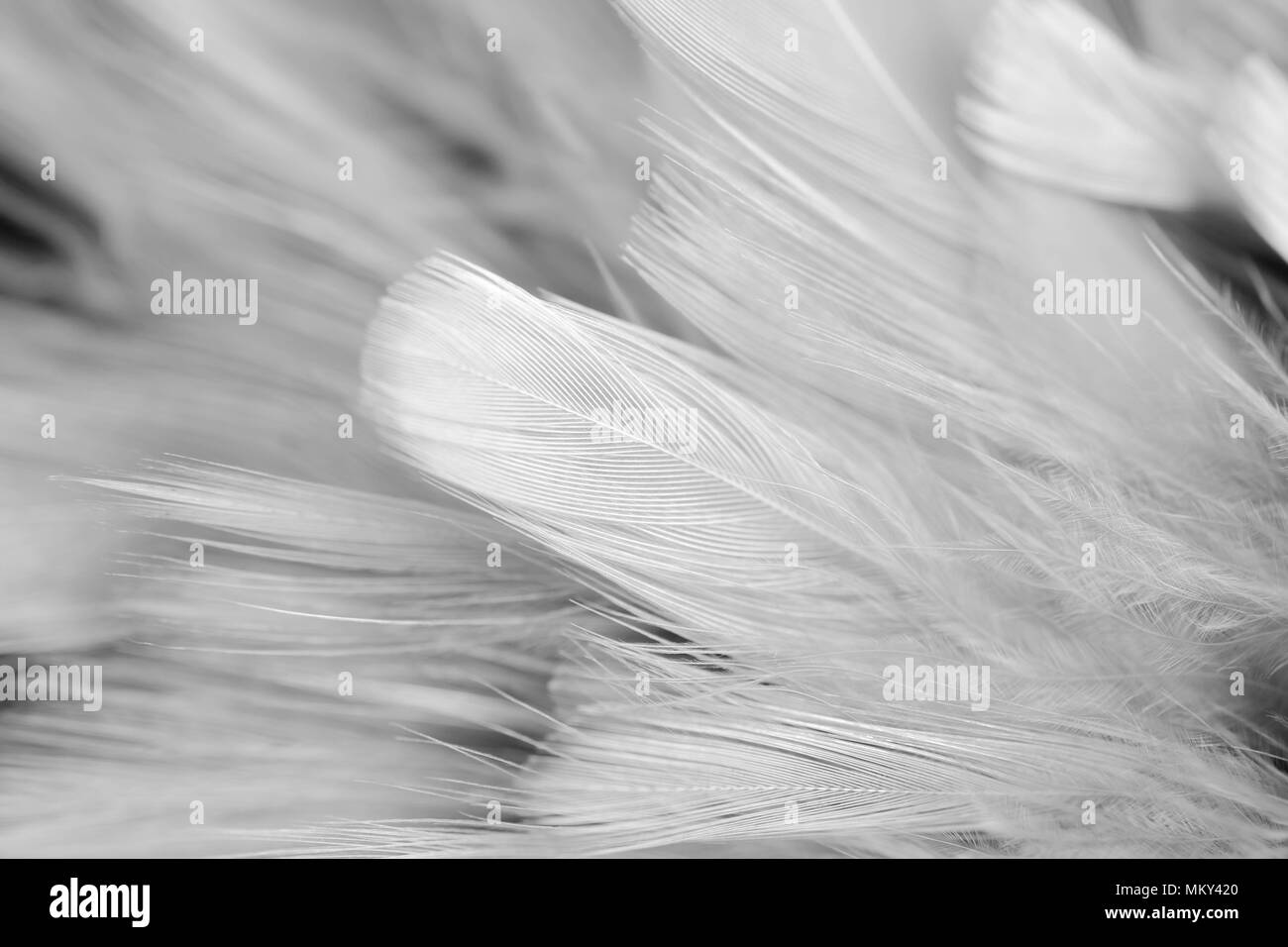 soft focus White feather texture background Stock Photo - Alamy