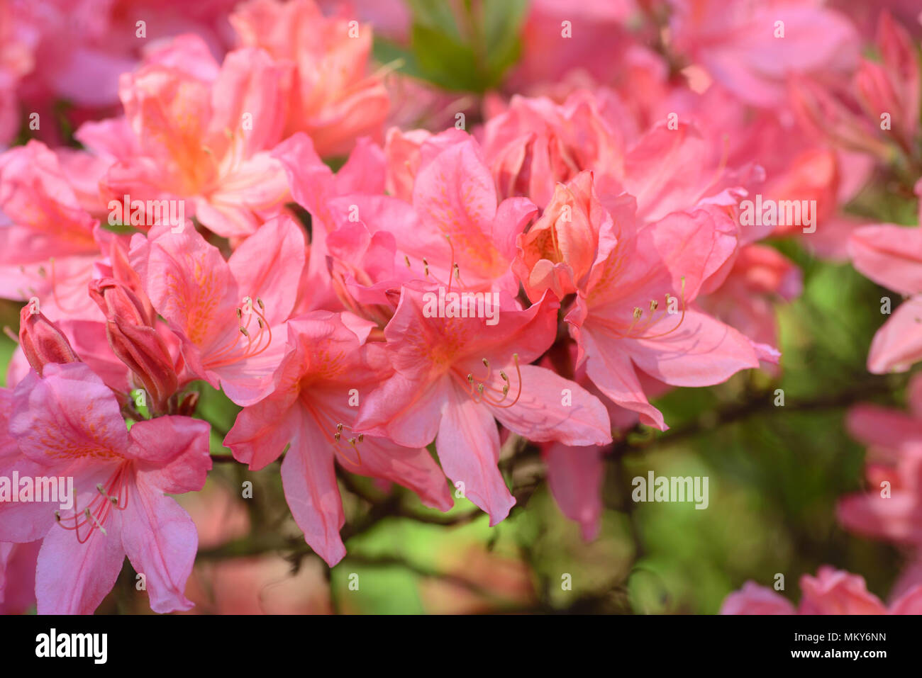 Pink chanel hi-res stock photography and images - Alamy