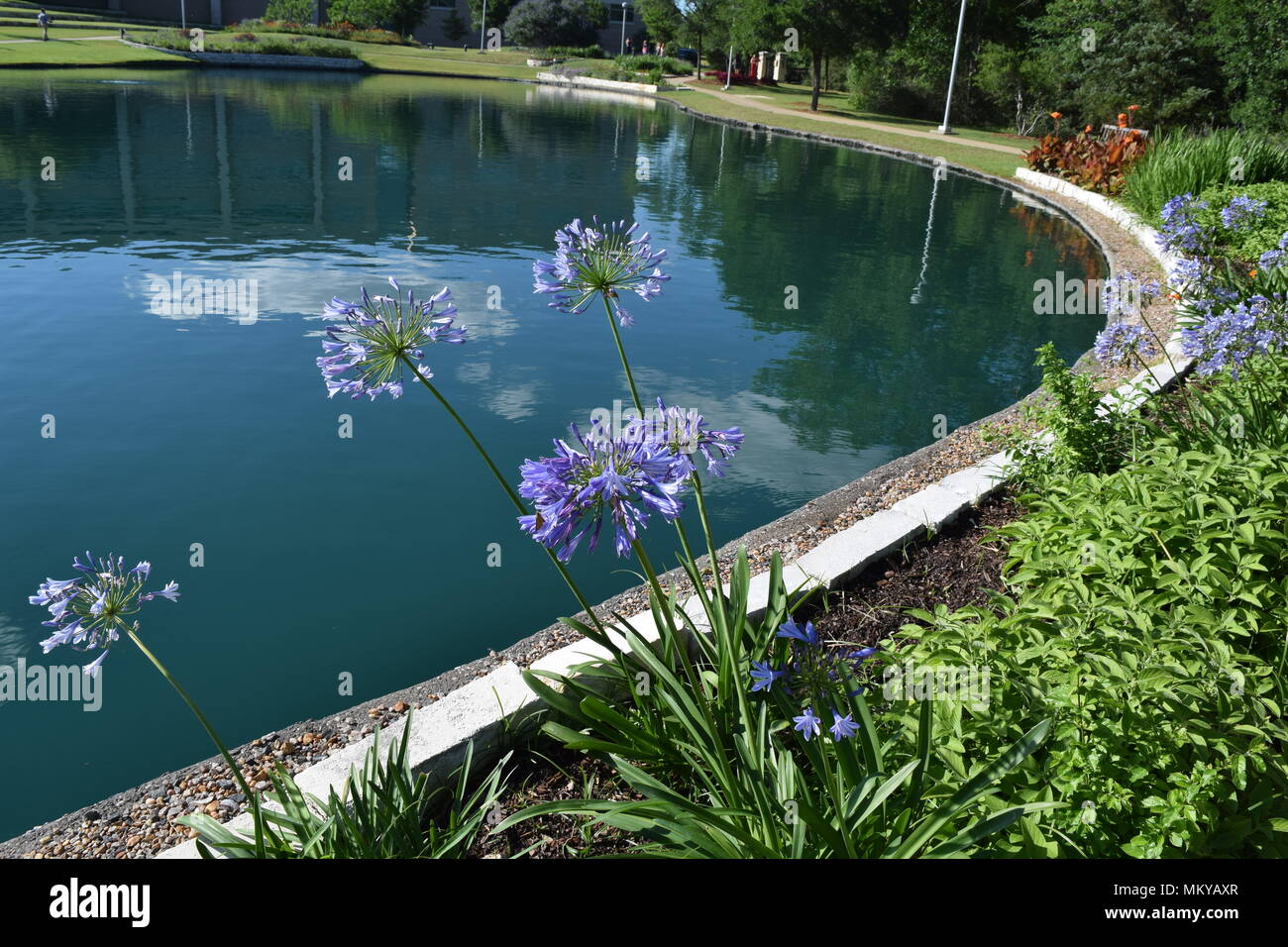 Flowers over water Stock Photo - Alamy