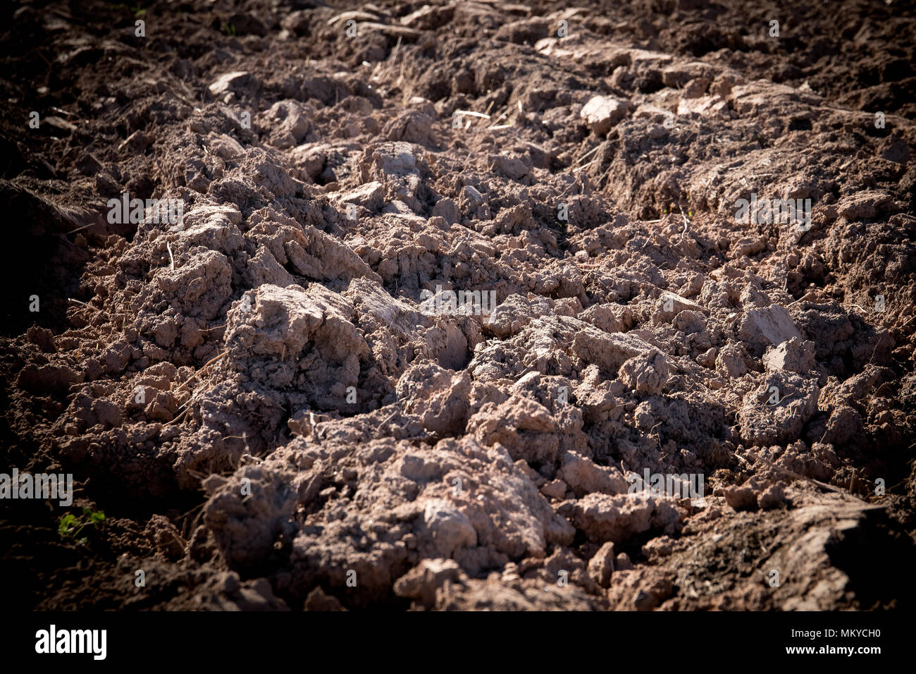Cultivated agricultural field, spring preparatory work for sowing and ...