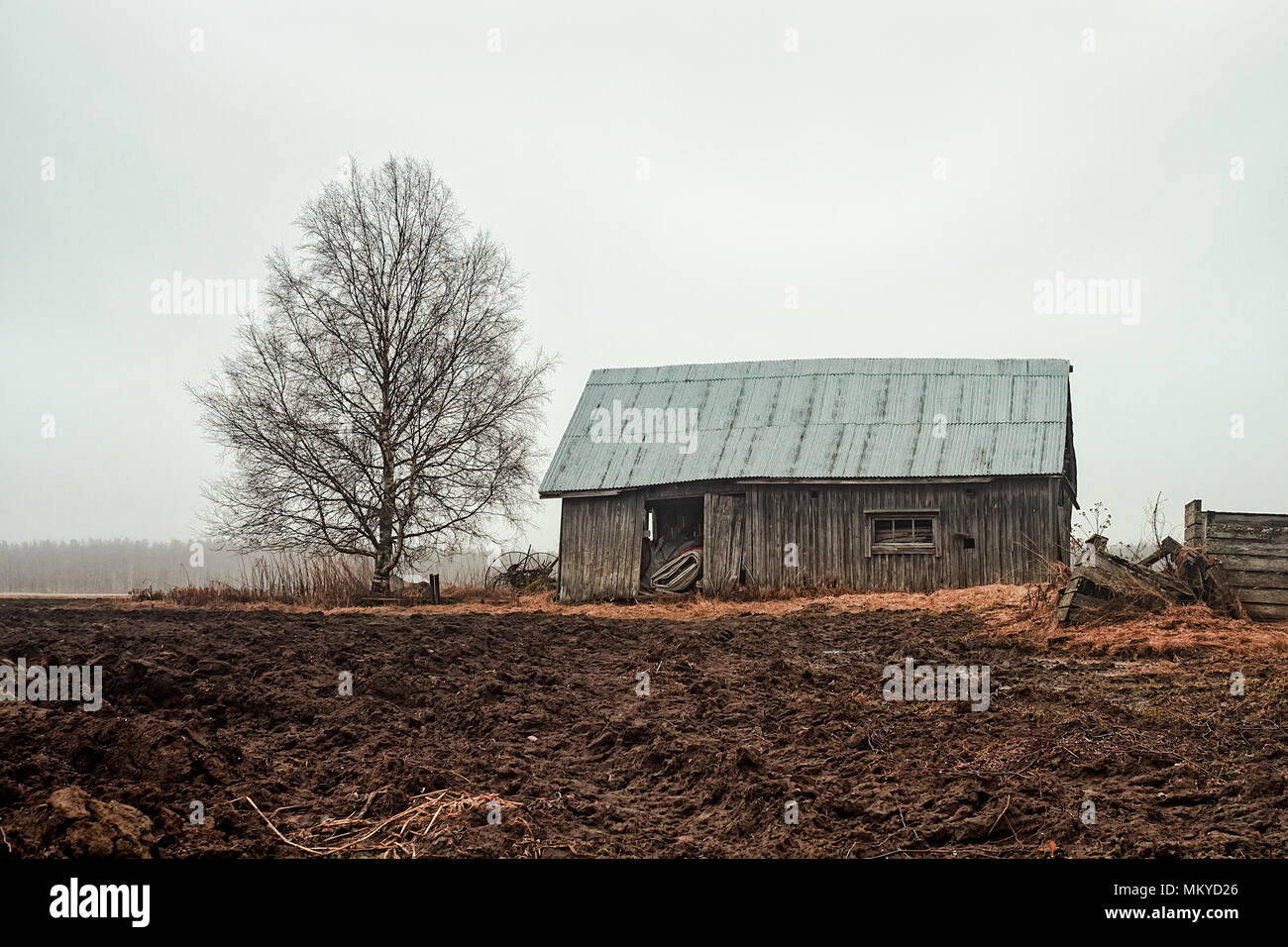 An old barn house stands on the muddy fields by a birch tree. The ...