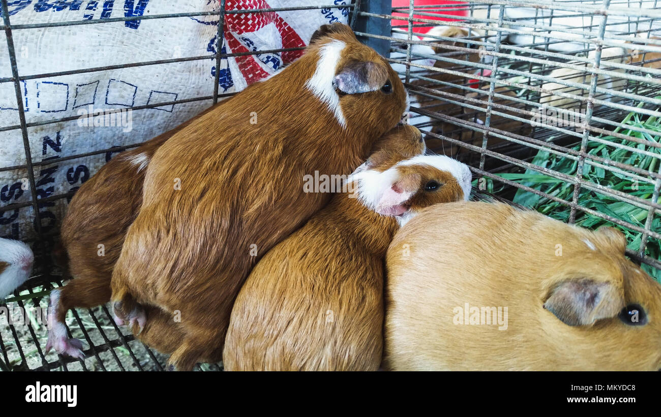 Guinea pig farming hi-res stock photography and images - Alamy