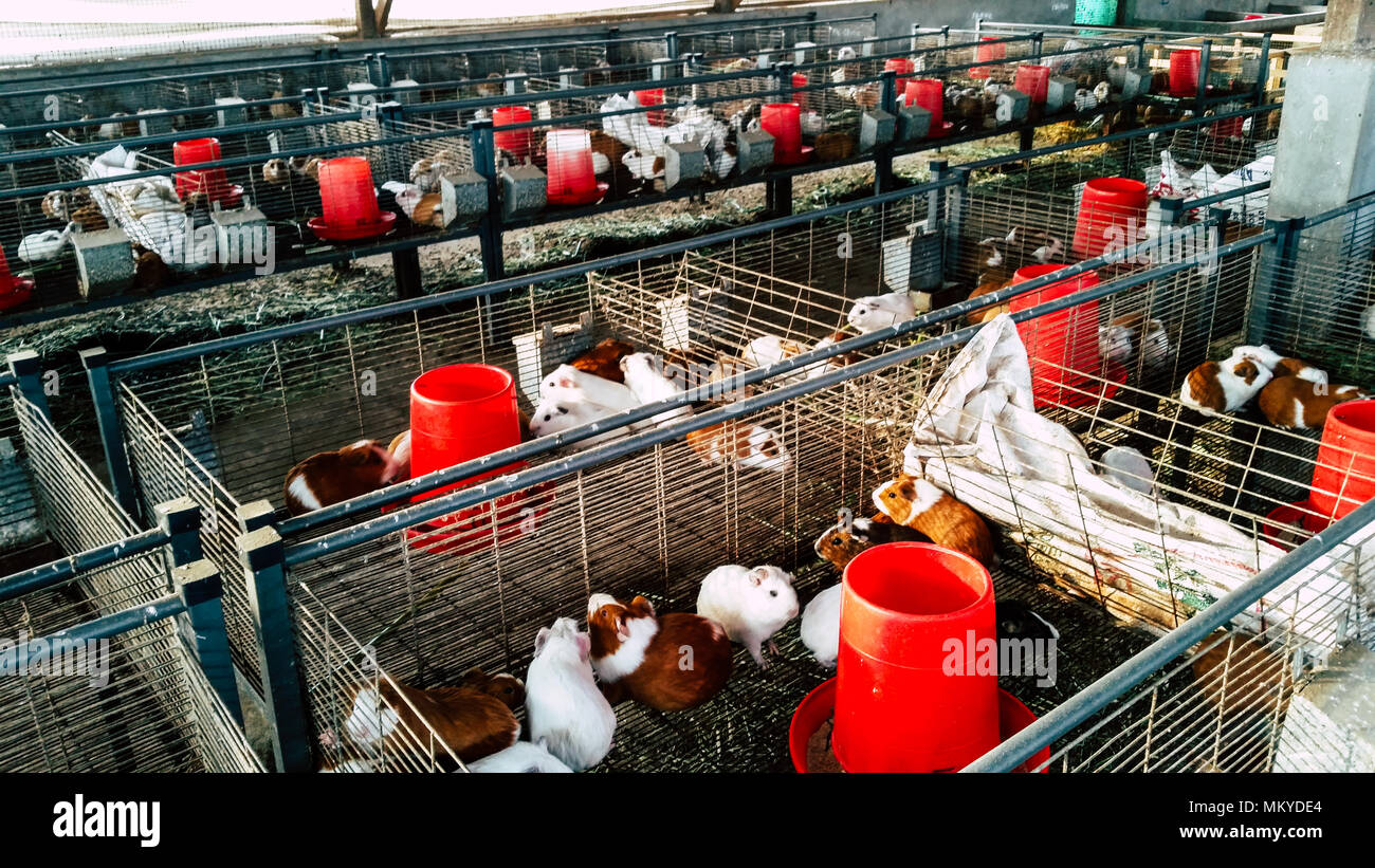 Guinea pig peru hi-res stock photography and images - Alamy