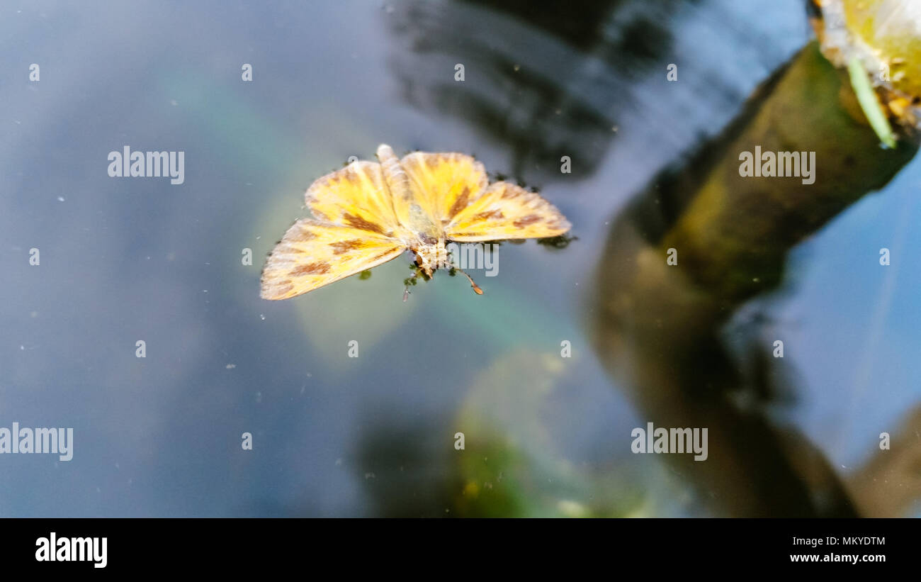 Transparent water pipe hi-res stock photography and images - Alamy