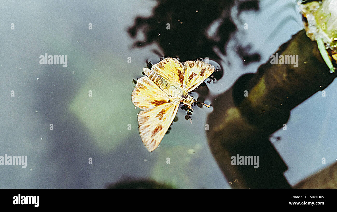 Butterfly water hi-res stock photography and images - Alamy