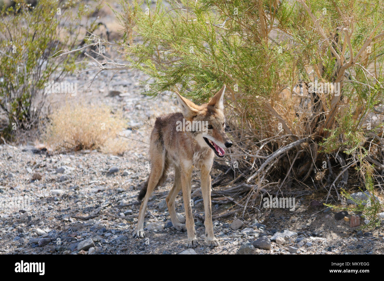 Coyote Crossing the Road Stock Photo - Alamy