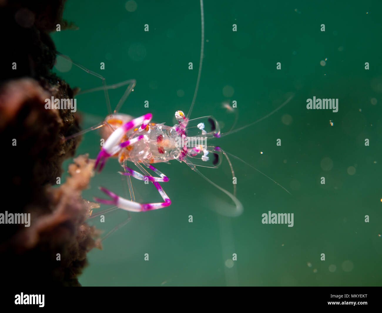 Common (glass) shrimp at Anemone, Anilao, Philippines Stock Photo - Alamy