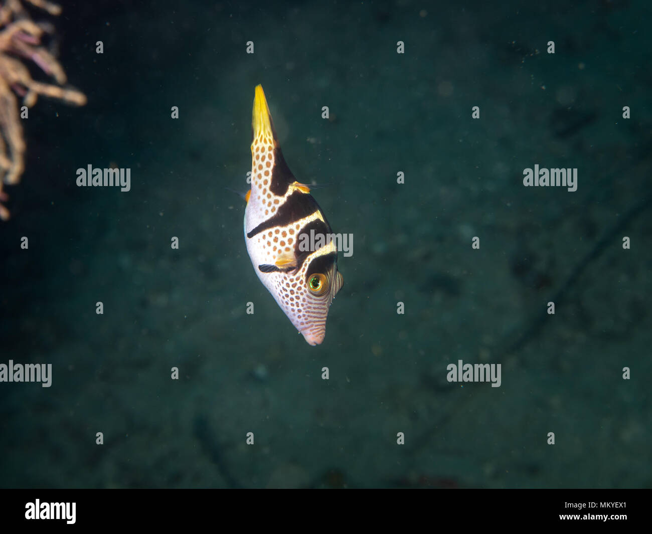 small blowfish swimming underwater, Philippines Stock Photo - Alamy