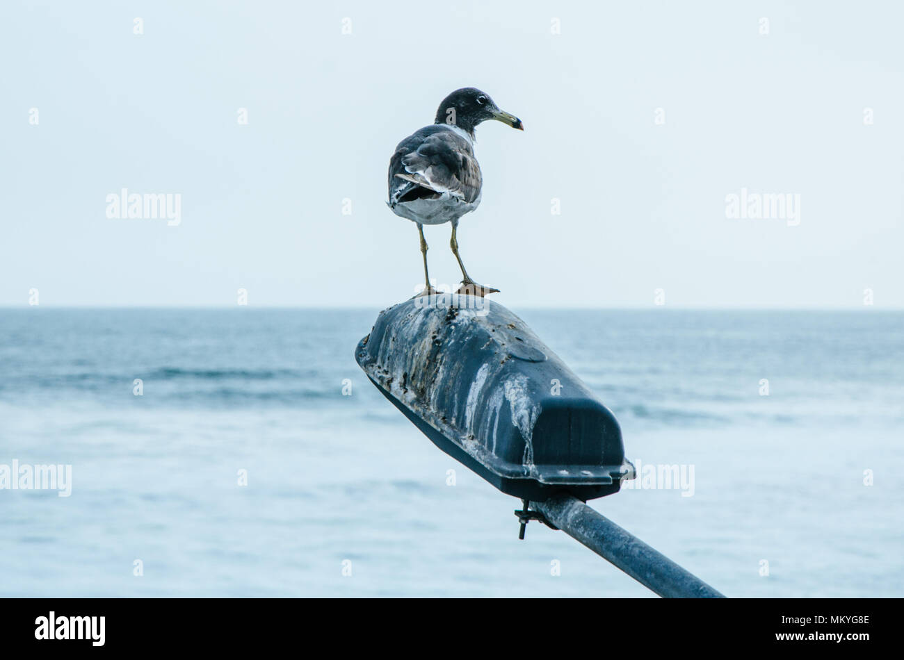 Seagull on a Lamp post on the beach Stock Photo - Alamy