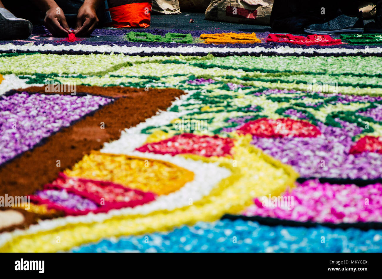 Preparation of floral carpets in the Holy Week or Easter Week Stock ...