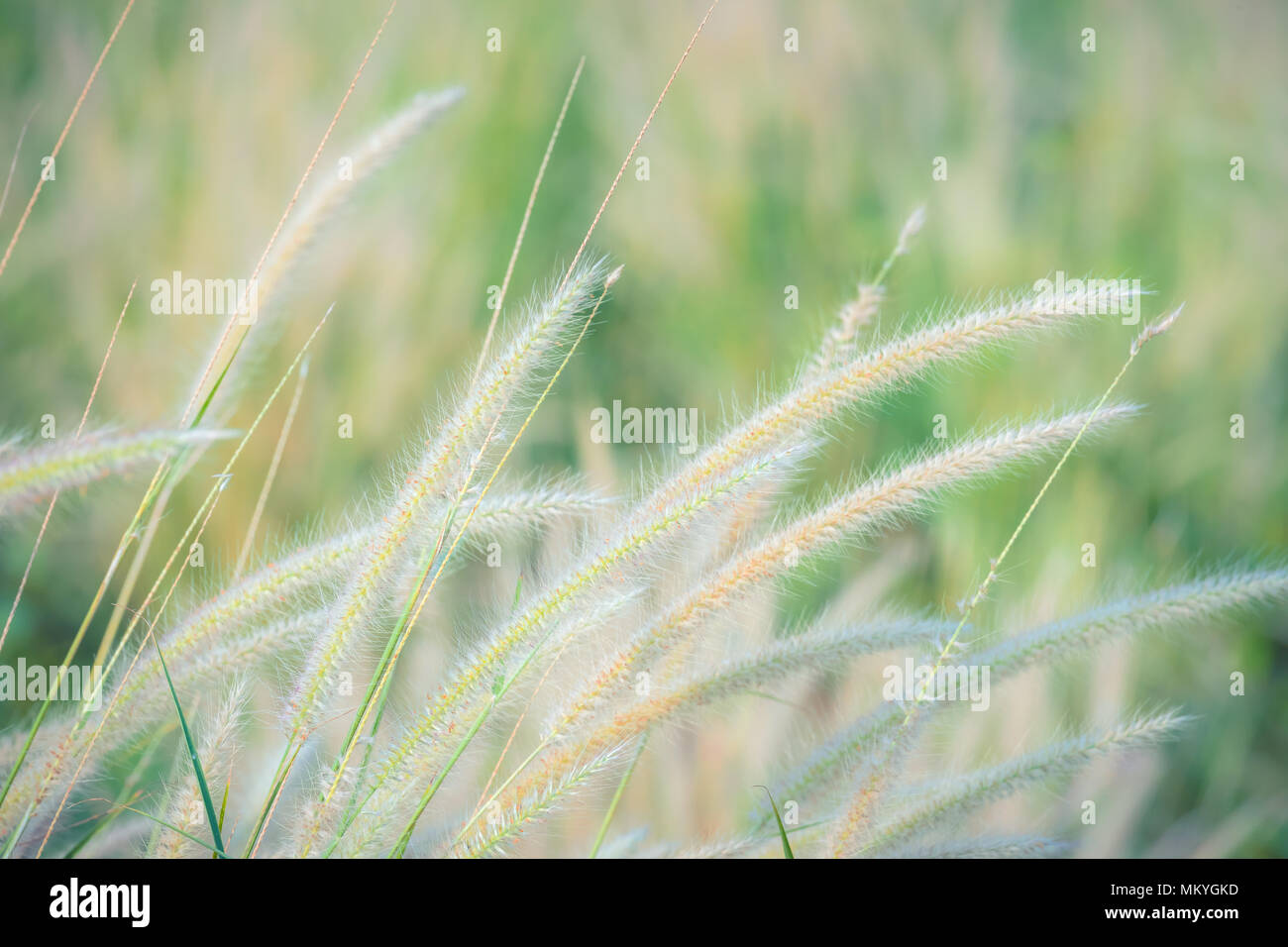 Grass high resolution hi-res stock photography and images - Alamy