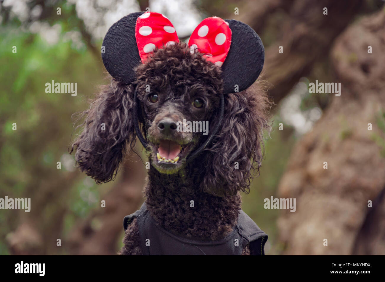 Old poodle dog hi-res stock photography and images - Alamy