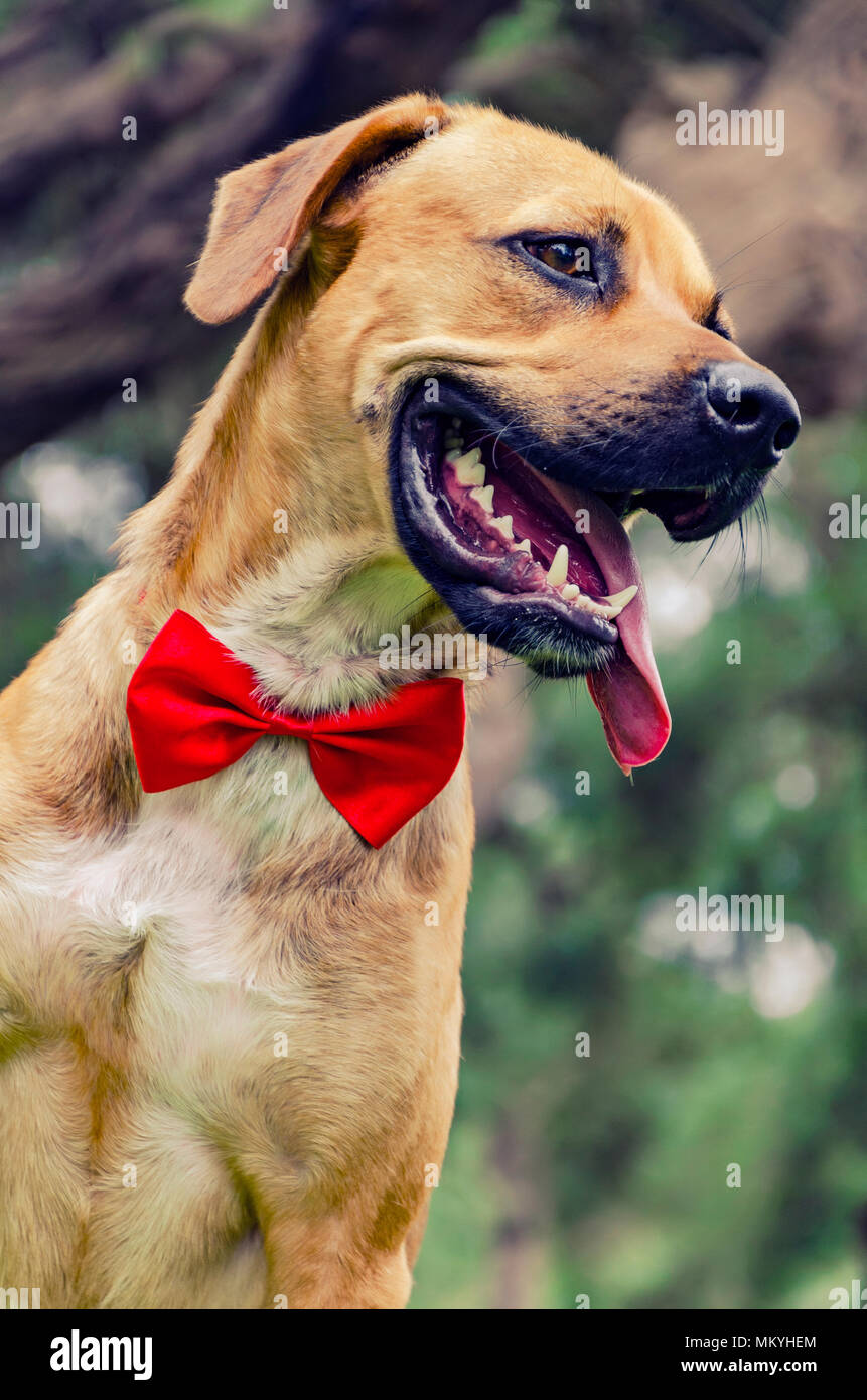 Beautiful labrador retriever hi-res stock photography and images - Alamy
