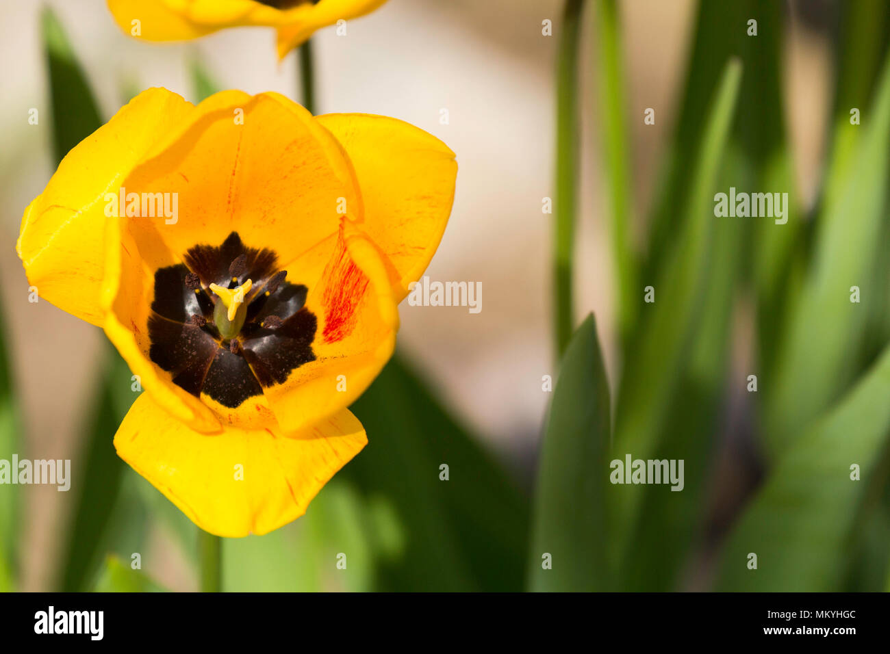 Hd sunflower hi-res stock photography and images - Alamy