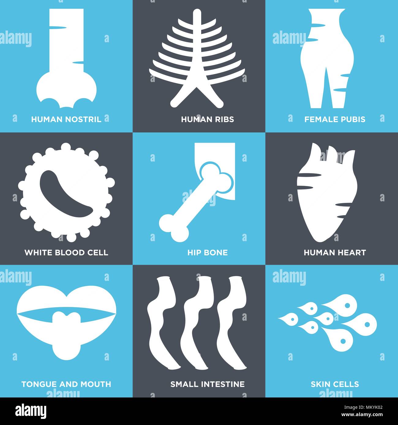 Set Of 9 simple editable icons such as Skin Cells, Small Intestine ...