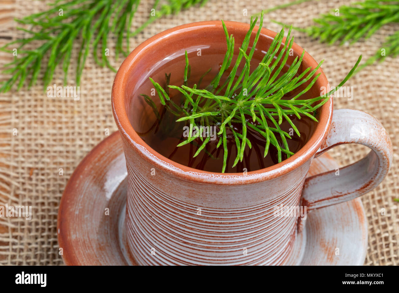 A cup of horsetail tea with fresh Equisetum arvense plant on a table ...