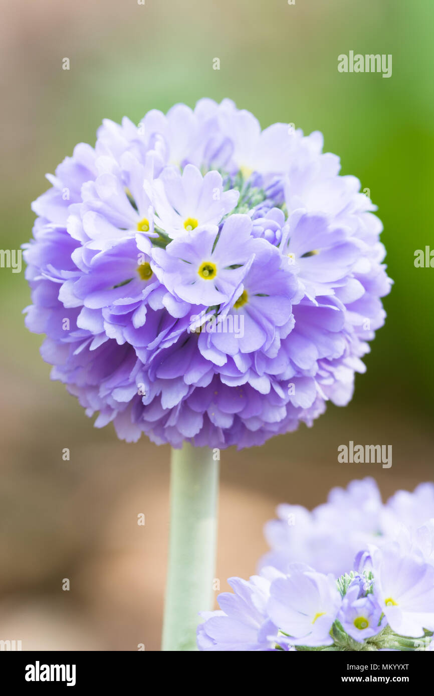 Primula Denticulata Drumstick Primula Stock Photo Alamy