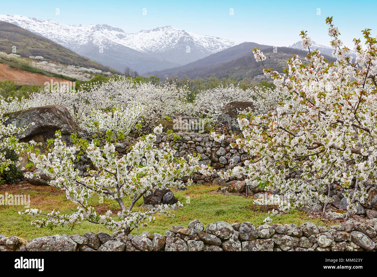 Cherry blossom in Jerte Valley, Caceres. Spring in Spain. Season Stock ...