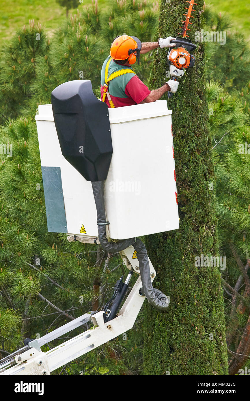 Equiped worker pruning a tree on a crane. Gardening works Stock Photo ...