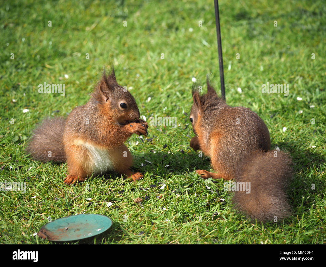 Live birdfood hi-res stock photography and images - Alamy