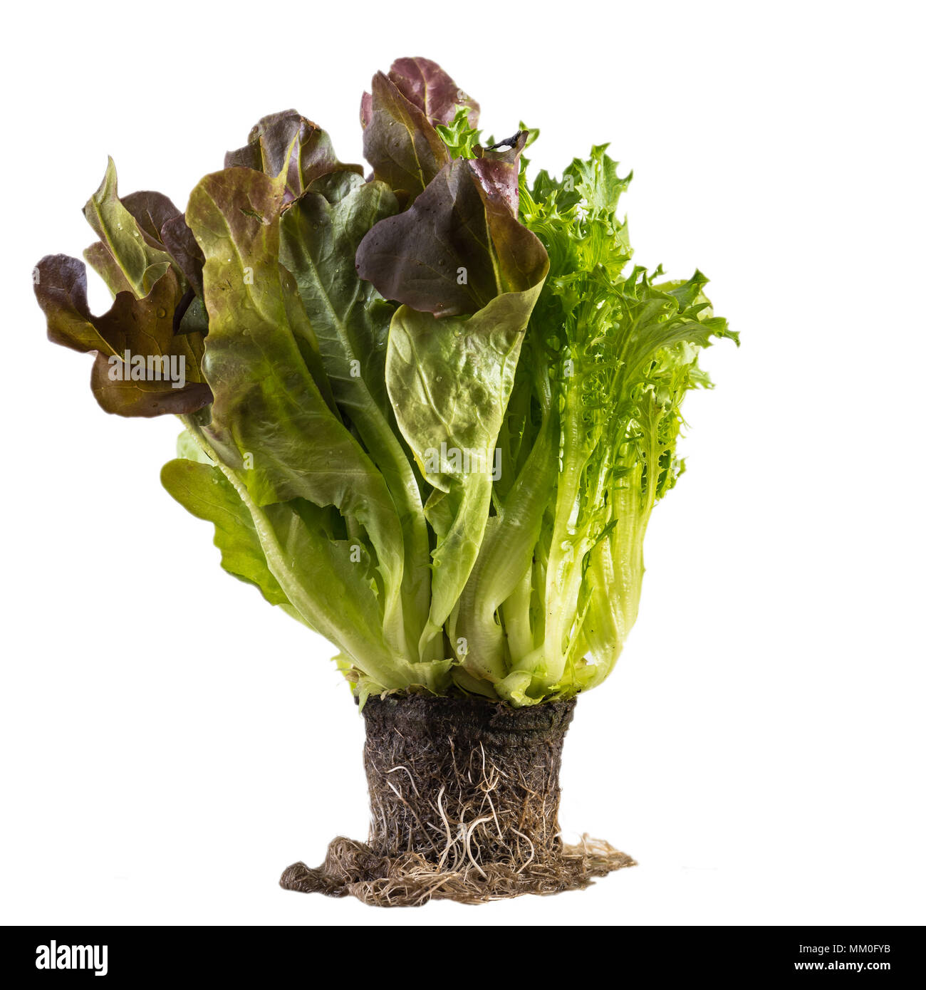 Trio of Living lettuce on white background Stock Photo - Alamy
