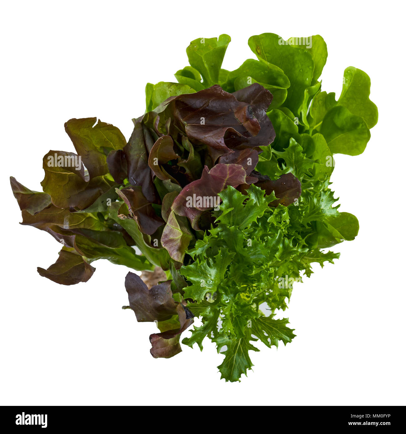 Trio of Living lettuce on white background Stock Photo - Alamy