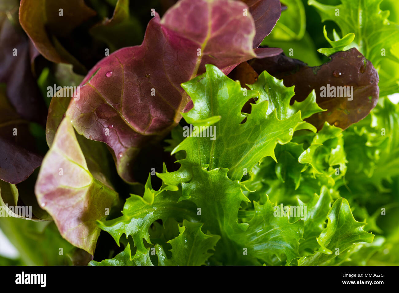 Trio of Living lettuce on white background Stock Photo - Alamy