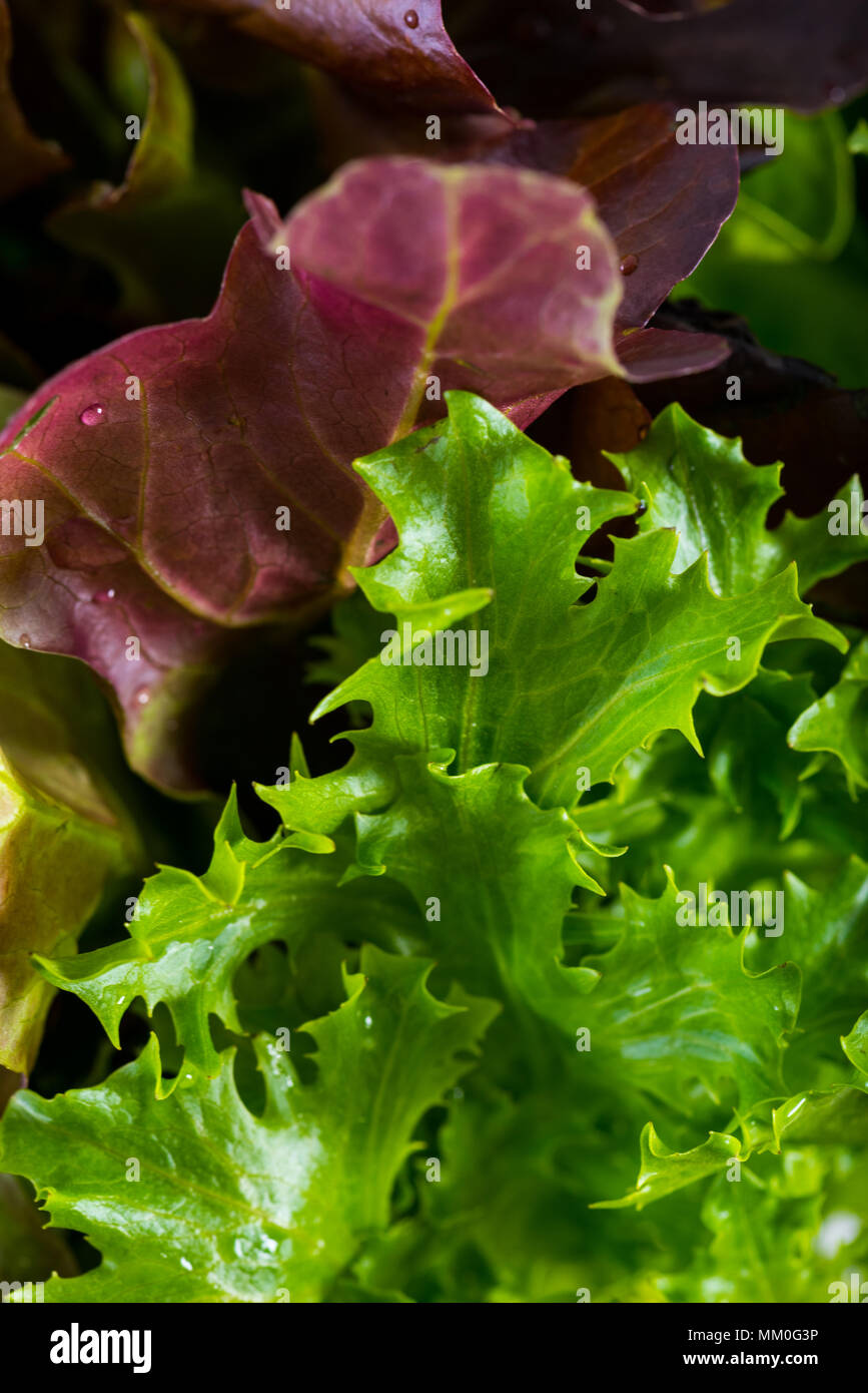 Trio of Living lettuce on white background Stock Photo - Alamy