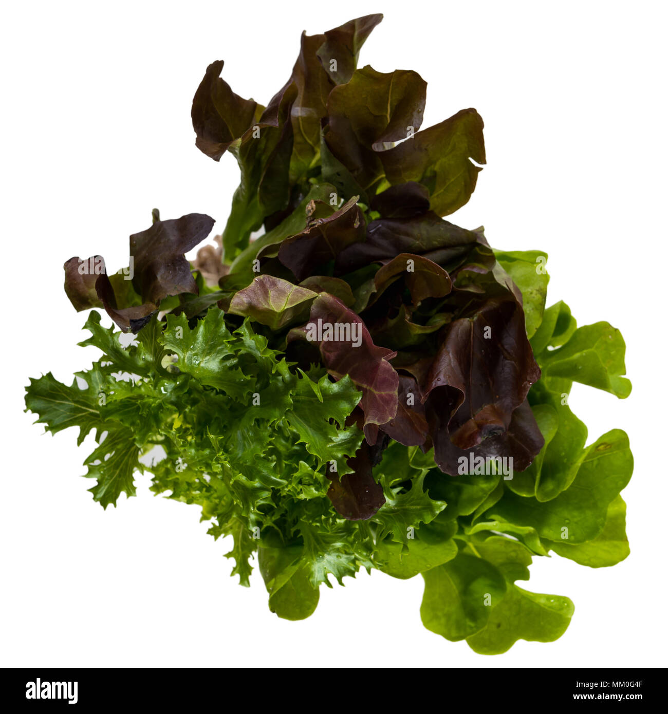 Trio of Living lettuce on white background Stock Photo - Alamy