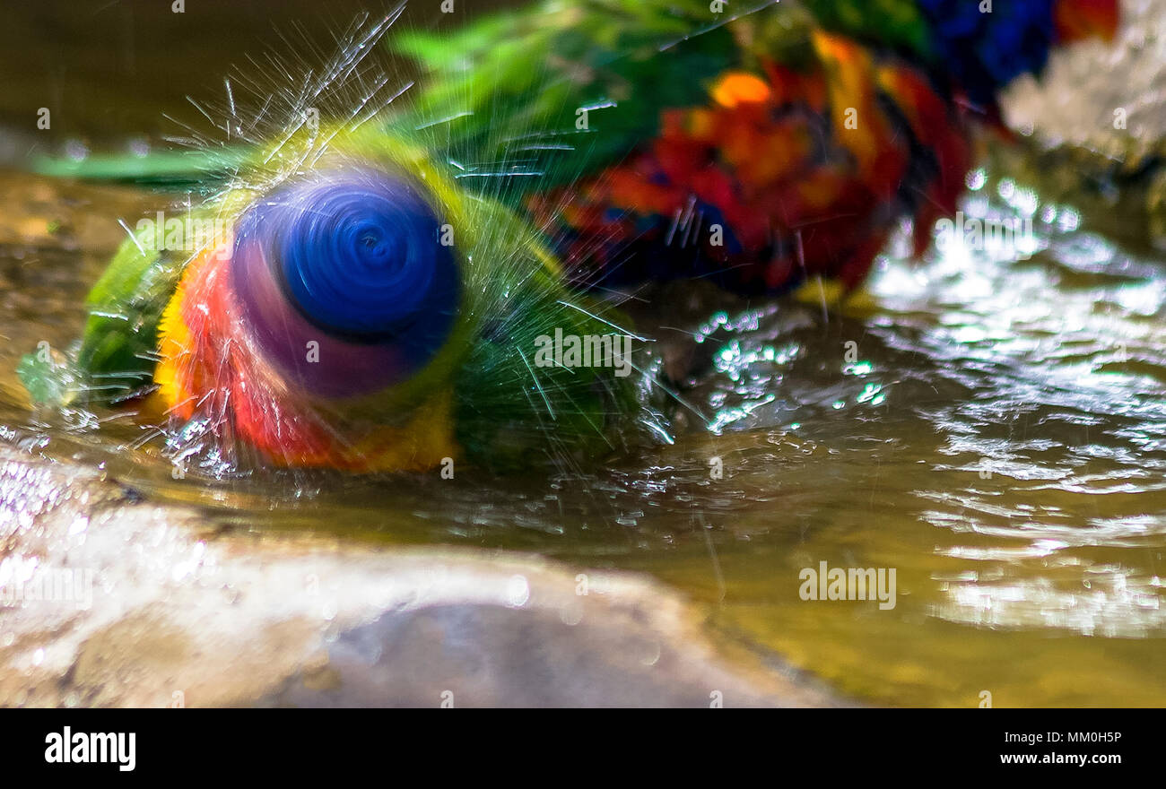 Twirling bird hi-res stock photography and images - Alamy