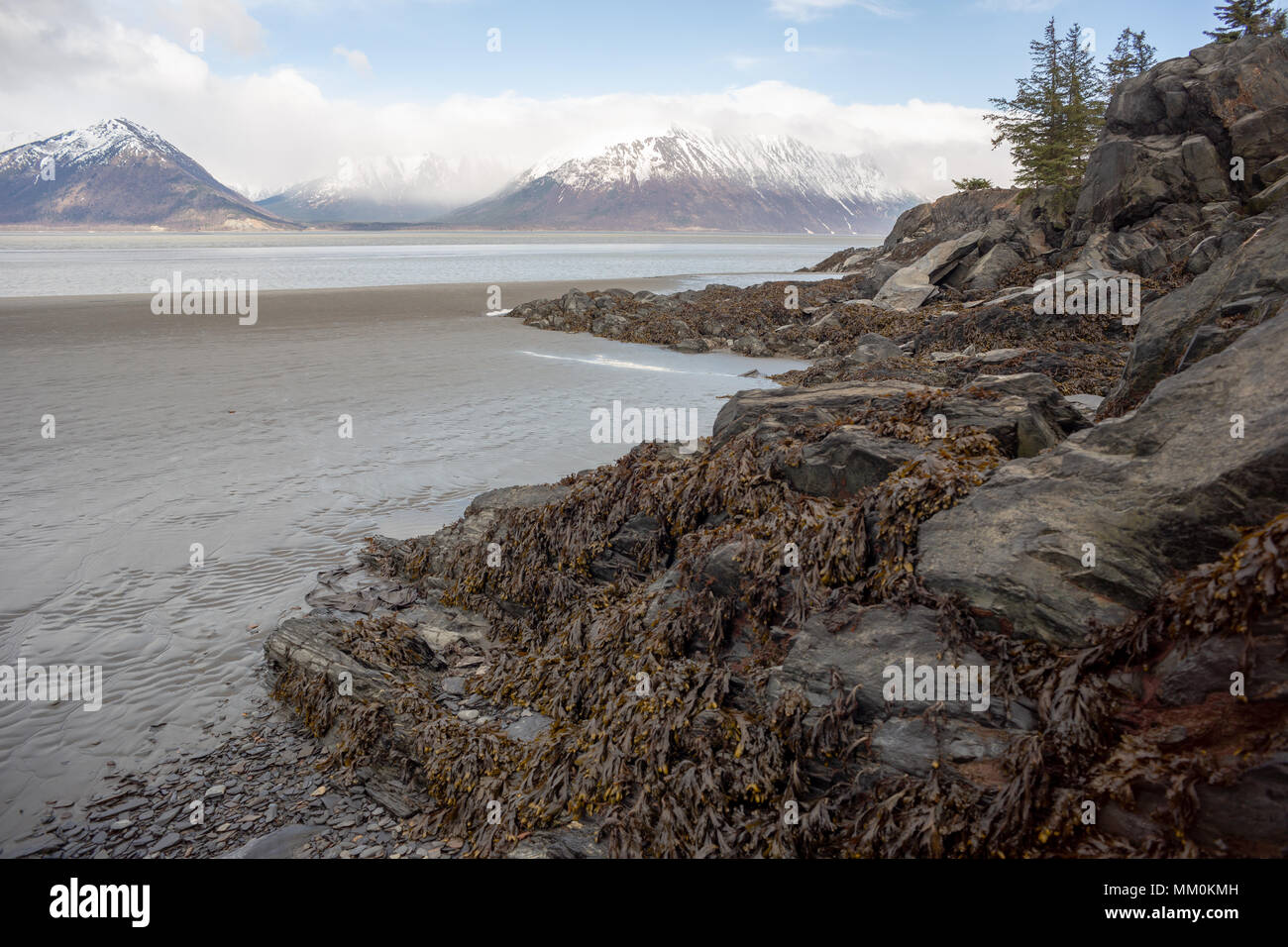 Turnagain Arm, Tidal Flats, Trees, Mountains and Water. Near Hope ...