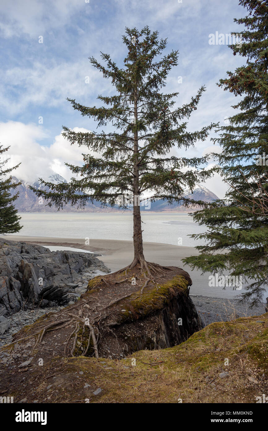 Turnagain Arm, Tidal Flats, Trees, Mountains and Water. Near Hope ...