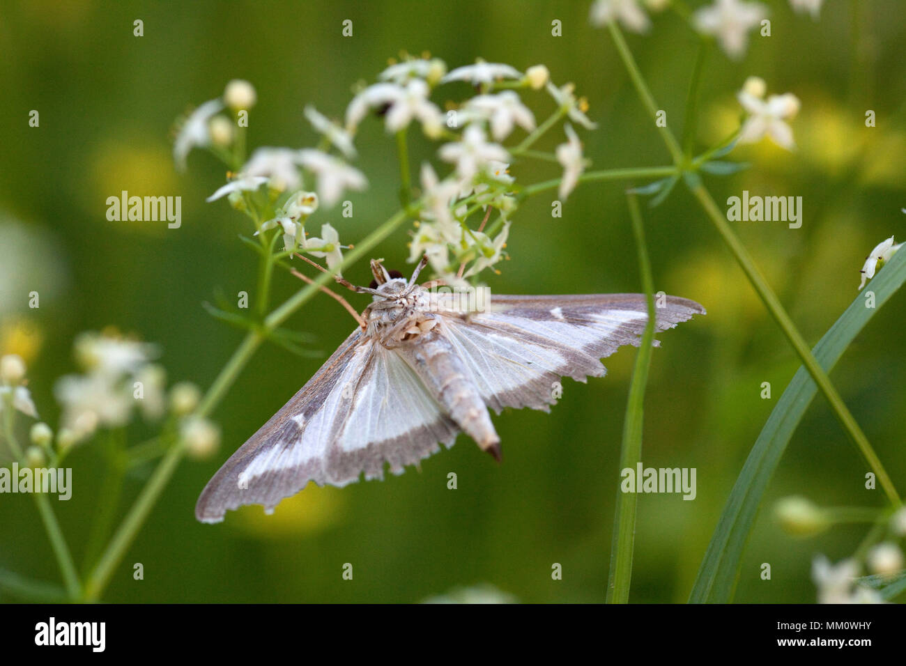 Boxwood moth (Cydalima perspectalis). Light-colored hanging male ...
