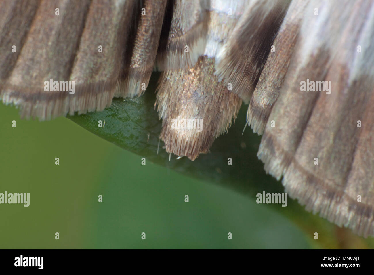 Solo abdomen hi-res stock photography and images - Alamy