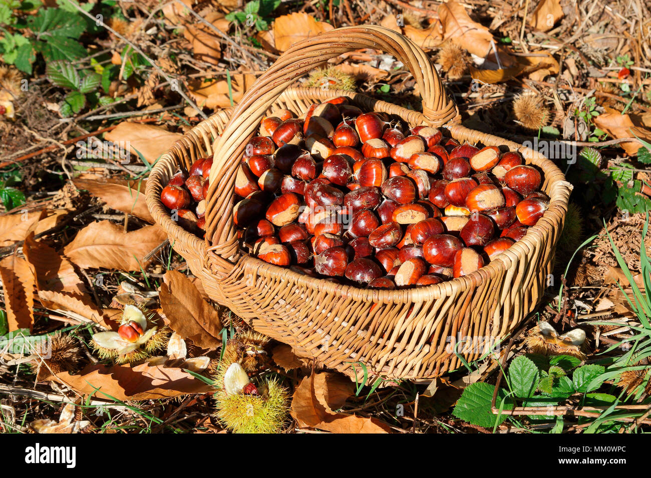Basket filled with chestnuts, family harvest, Brittany, France Stock ...