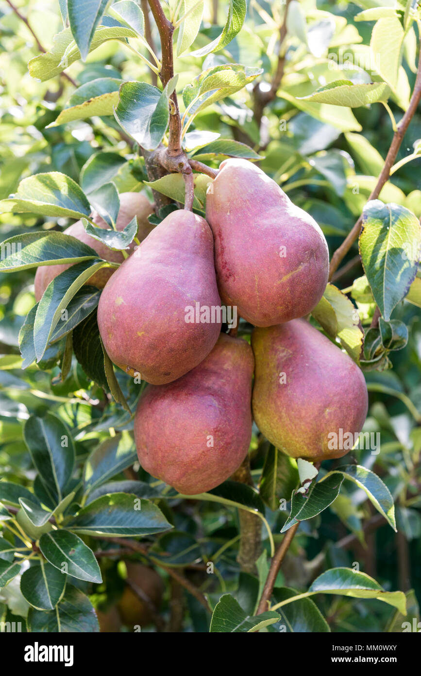 Pears 'Williams rouge' in an orchard Stock Photo - Alamy