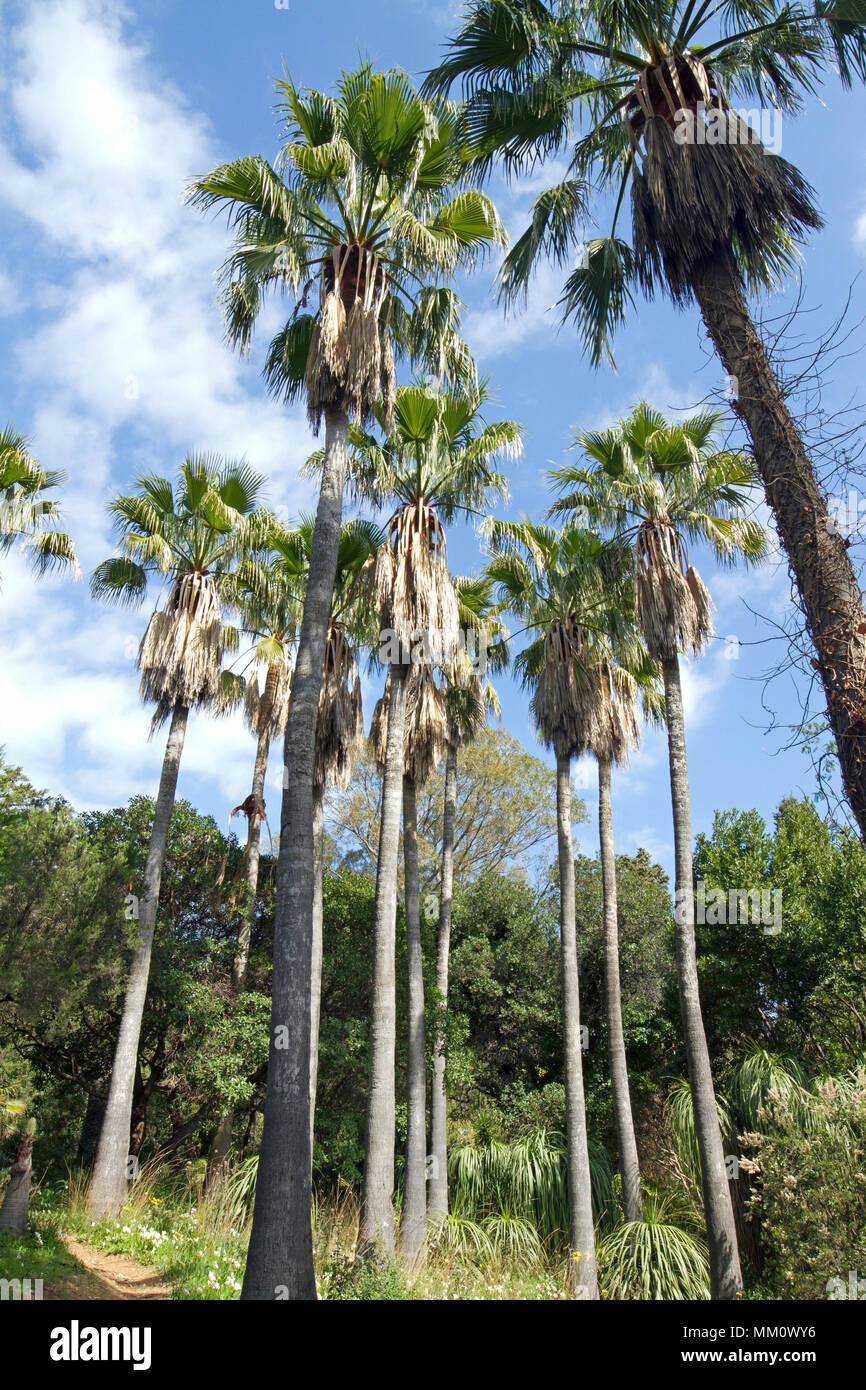 Desert fan palm (Washingtonia filifera), jardins du Rayol, Var, France ...